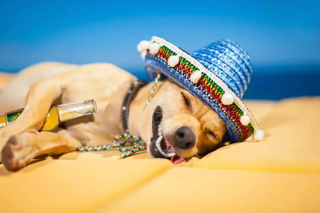 Bringing Pets to Mexico: Rules & Requirements