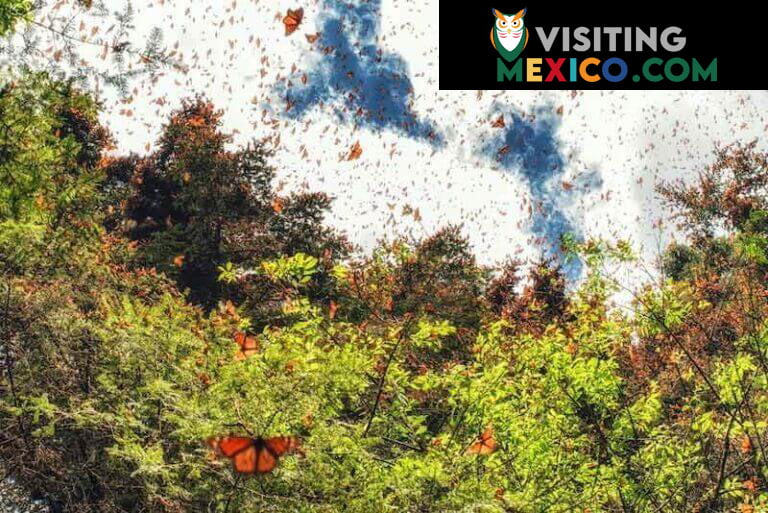 Monarch Butterfly Migration | Visiting Mexico