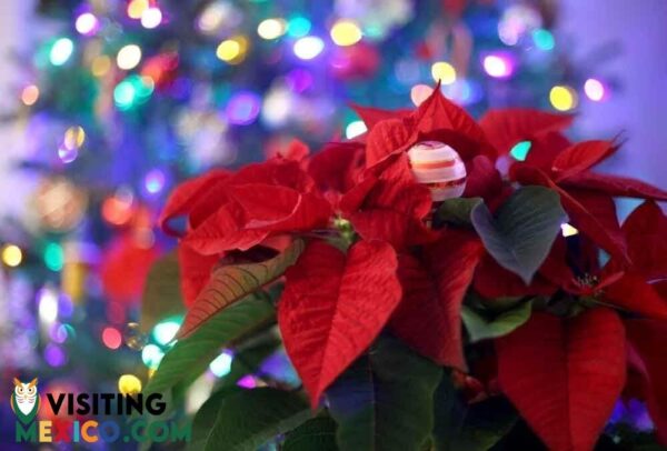 Christmas In Mexico: Explained | Visiting Mexico