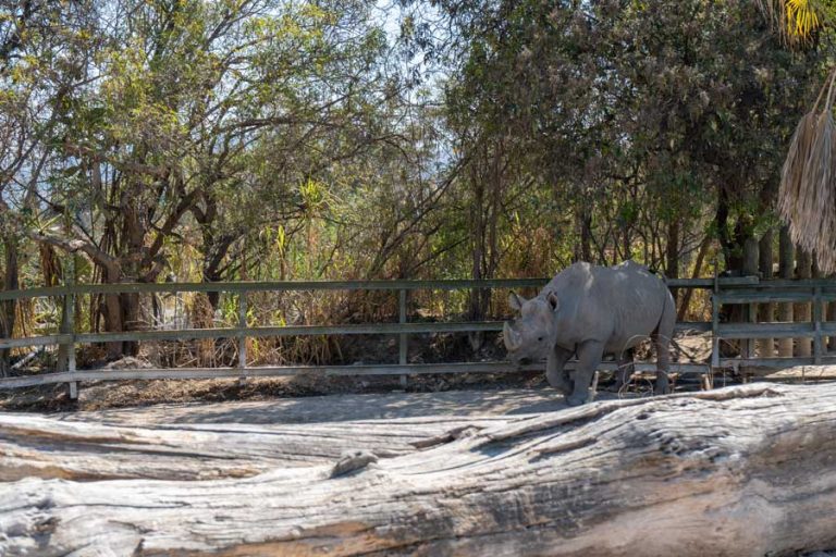 Discover the 10 Best Zoos in Mexico | Visiting Mexico